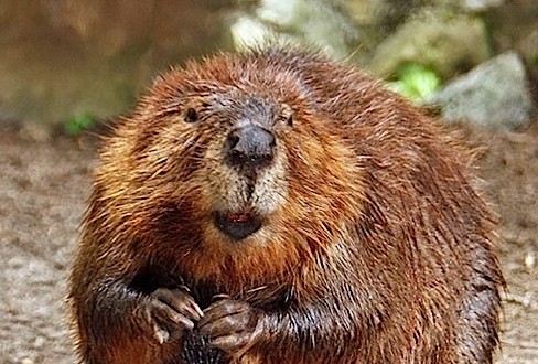 Build It and They Will Come: Beavers in the Arboretum | Nature @ WSU