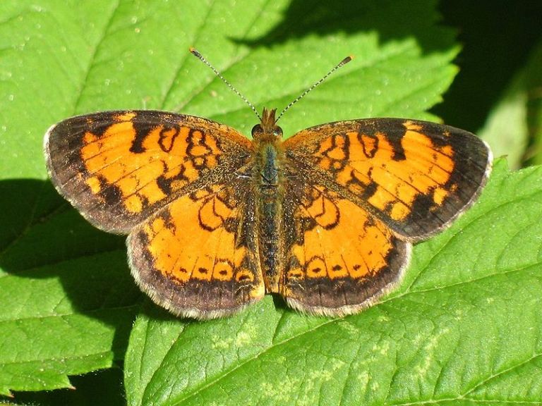 The First Flutterby (…Butterfly) of the Season | Nature @ WSU