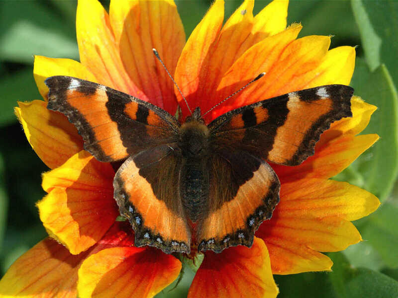 How to Grow a Tortoiseshell | Nature @ WSU
