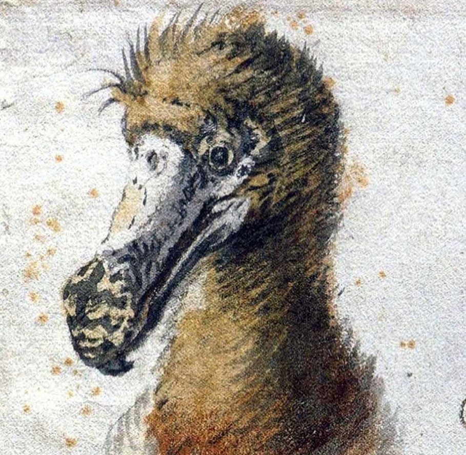 Dodos, Dimwits, and Fat Arses | Nature @ WSU